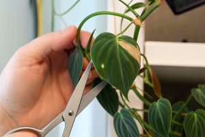 How To Trim Philodendron Plants: A Step By Step Guide